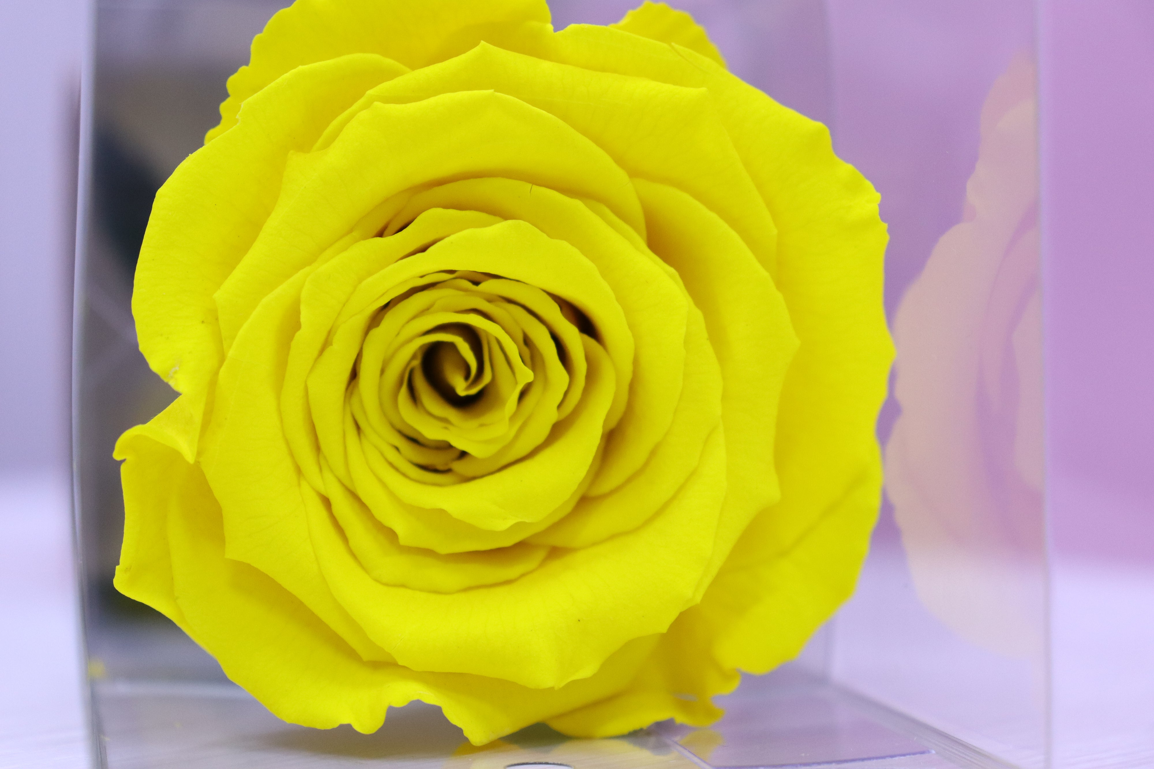 Regalar Flores con Rosatel: Belleza, Emoción y Conveniencia – Rosatel Chile