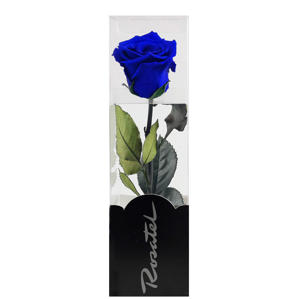Rosa Preservada Natural Short - Azul – Rosatel Chile