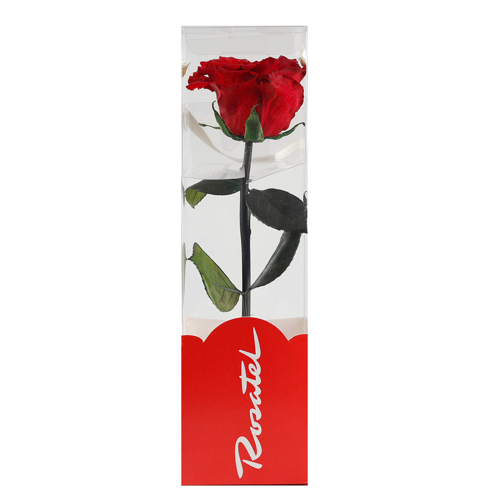 Rosa Preservada Natural Short - ROJA – Rosatel Chile