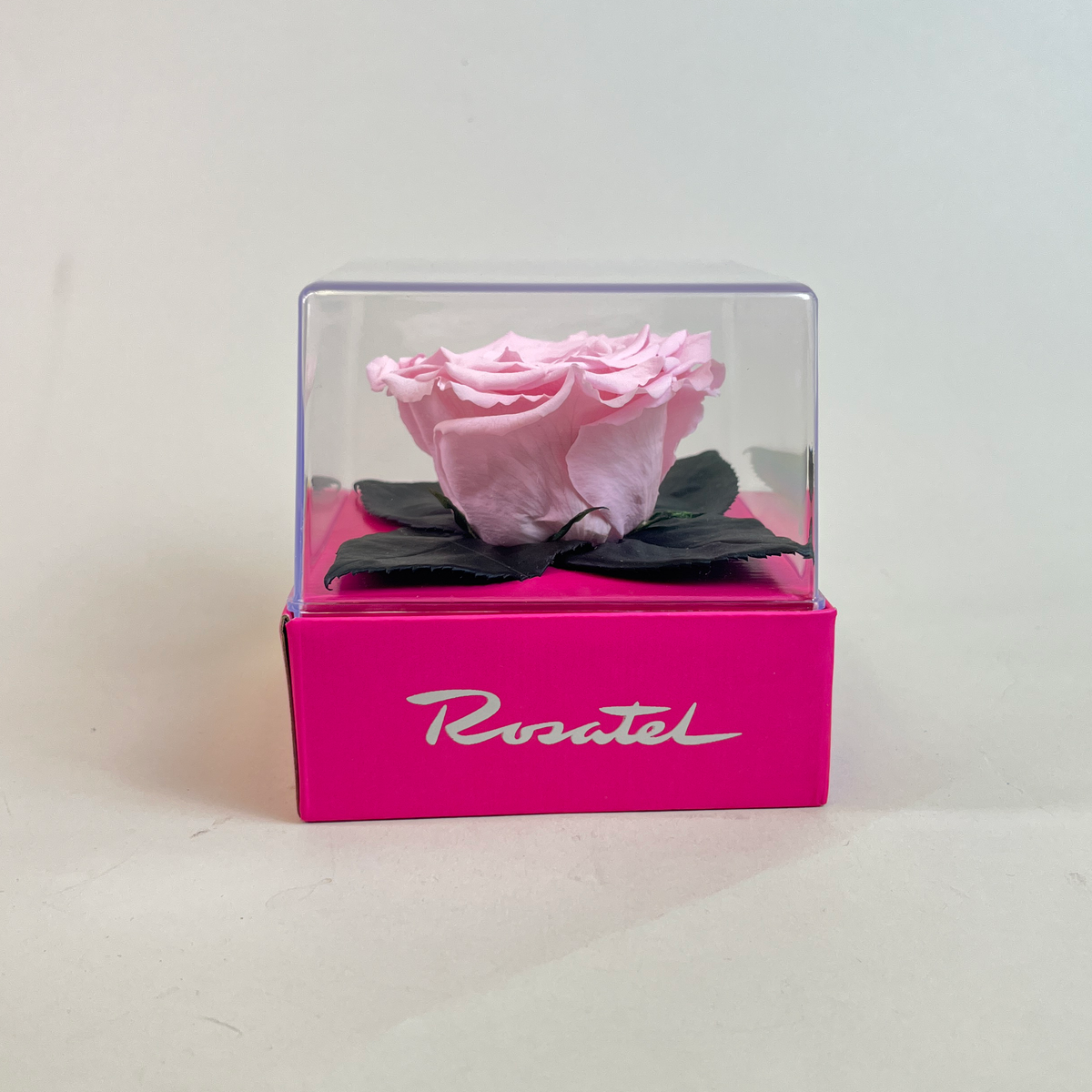 Rosa preservada ROSADA en Cubo – Rosatel Chile