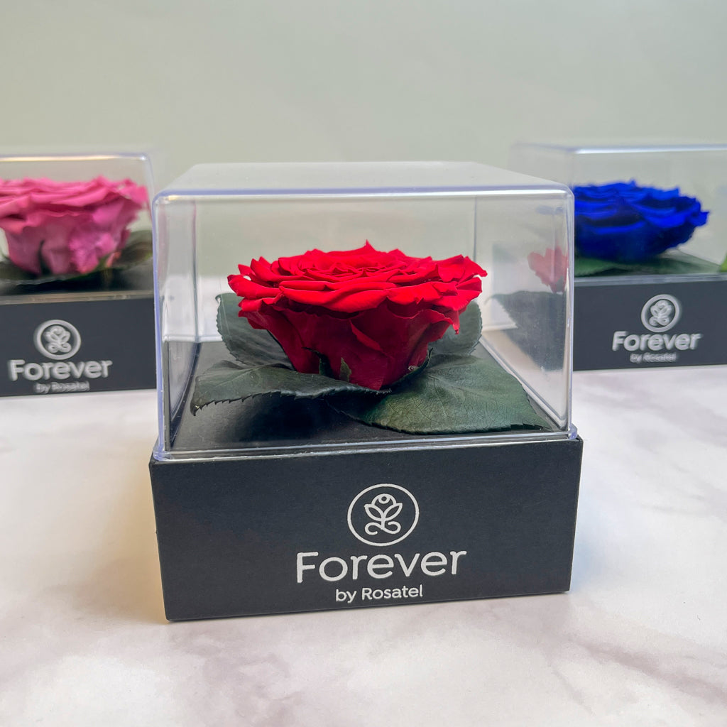 Rosa preservada en Cubo – Rosatel Chile